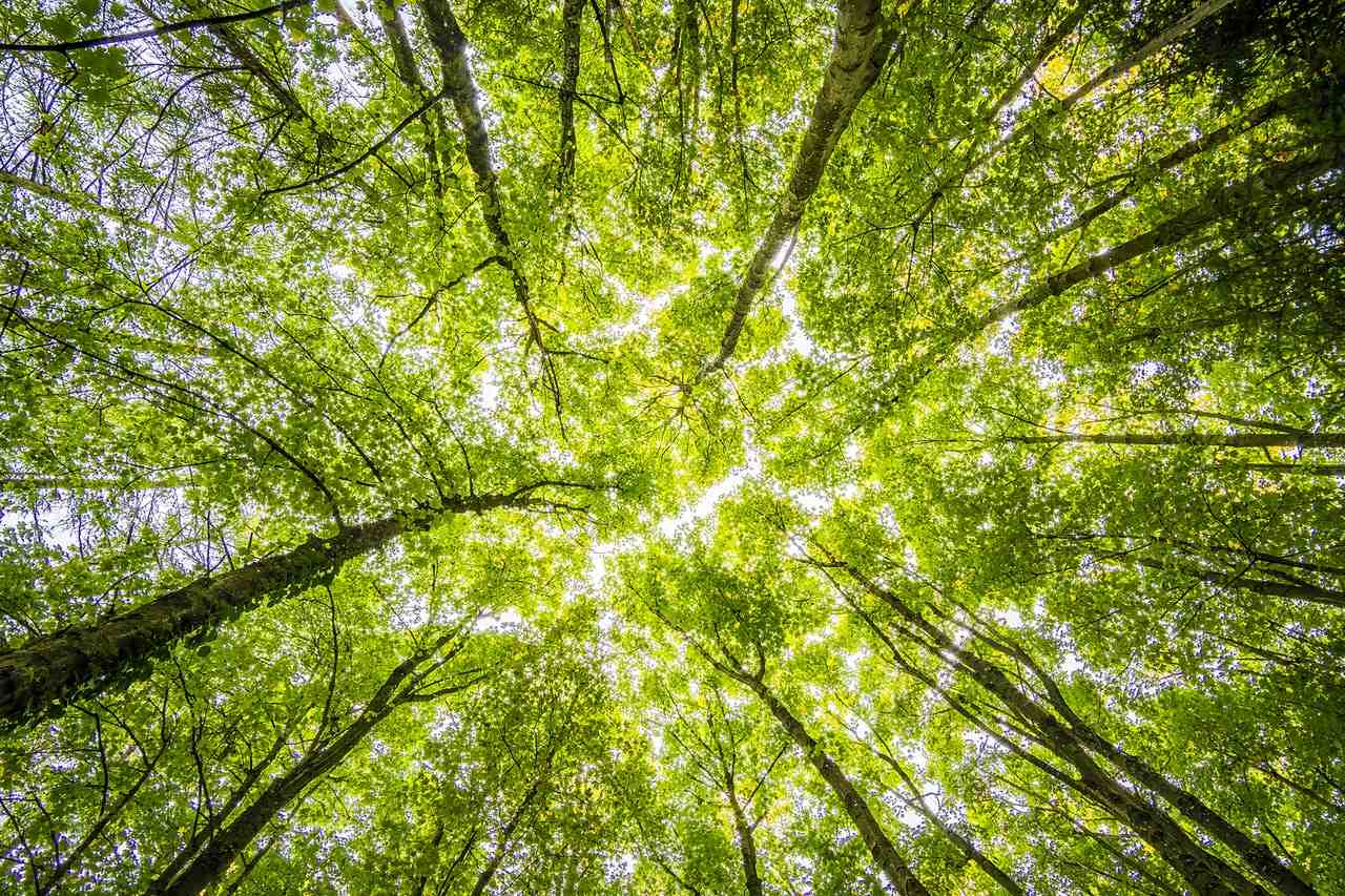 Decarbonization framework aims to eliminate greenhouse emissions in San ...