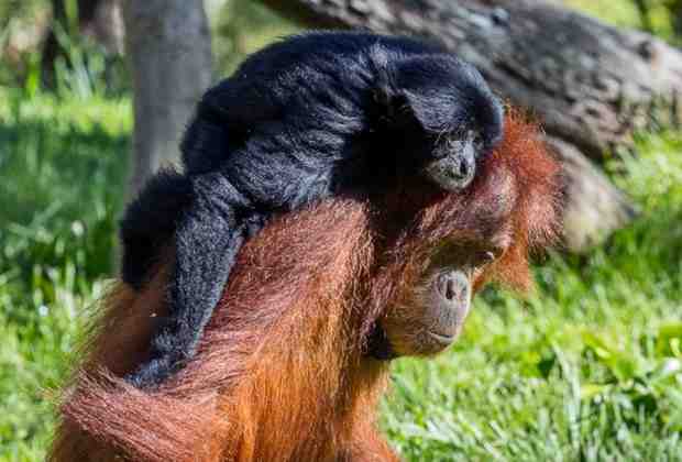 San Diego Zoo’s beloved orangutan Satu dies